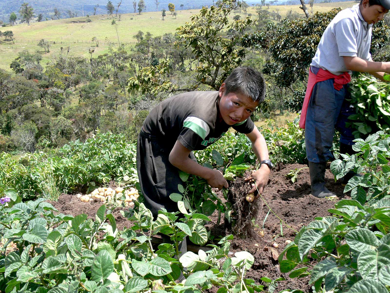 Productive and food secure territories for a peaceful and resilient ...