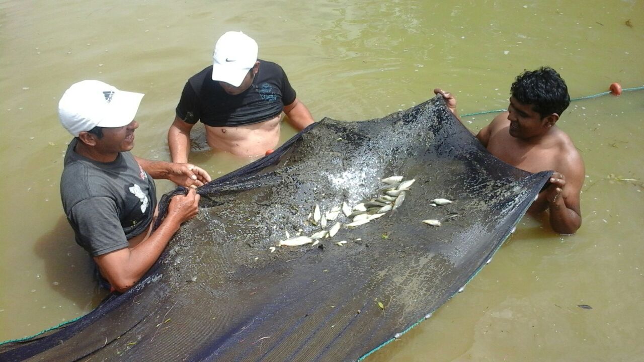 Fish farming improves the family diet in rural Bolivia | Sustainable ...